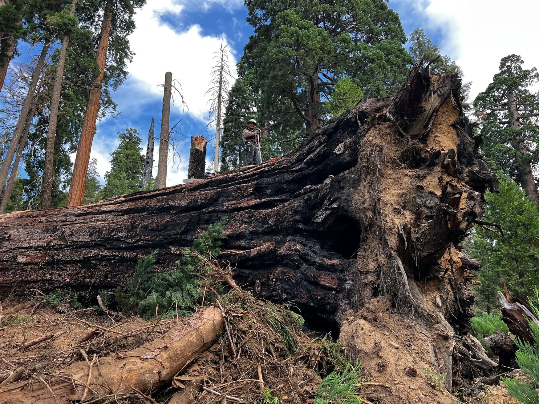 Old Growth Lumber Co